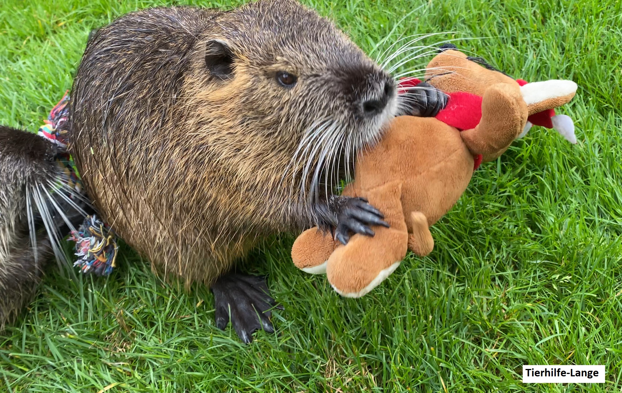 Nutria