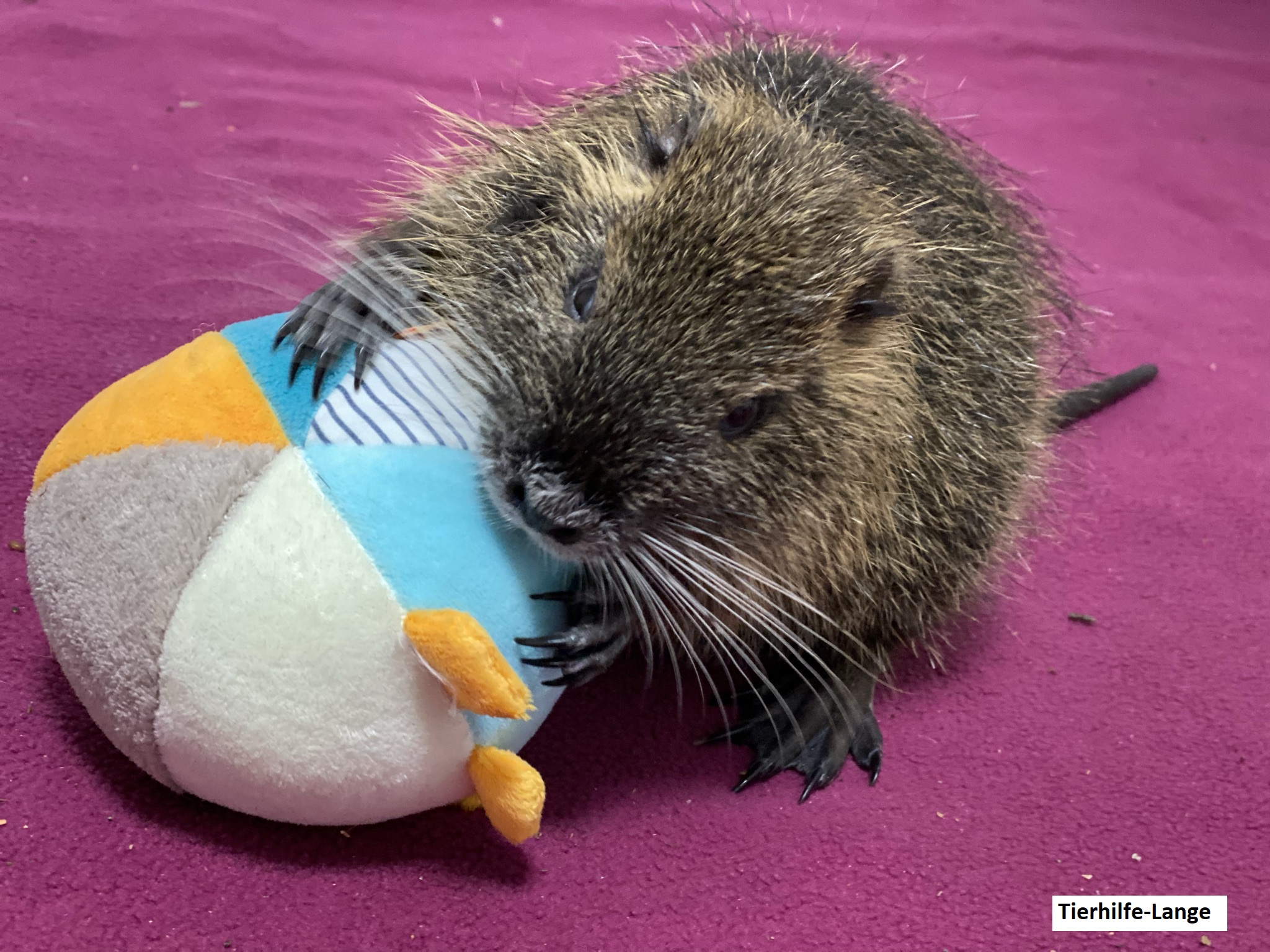 Nutria