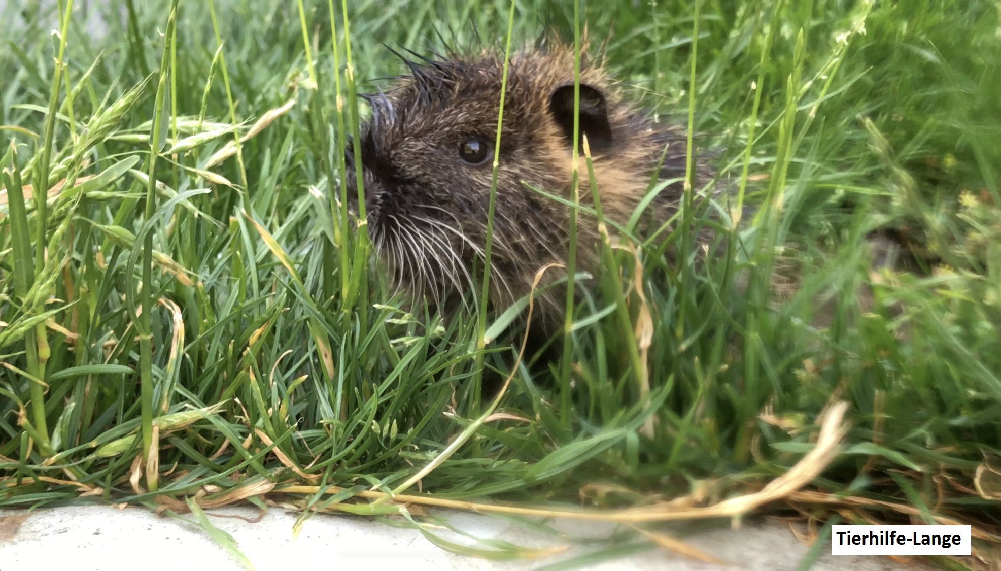 Nutria