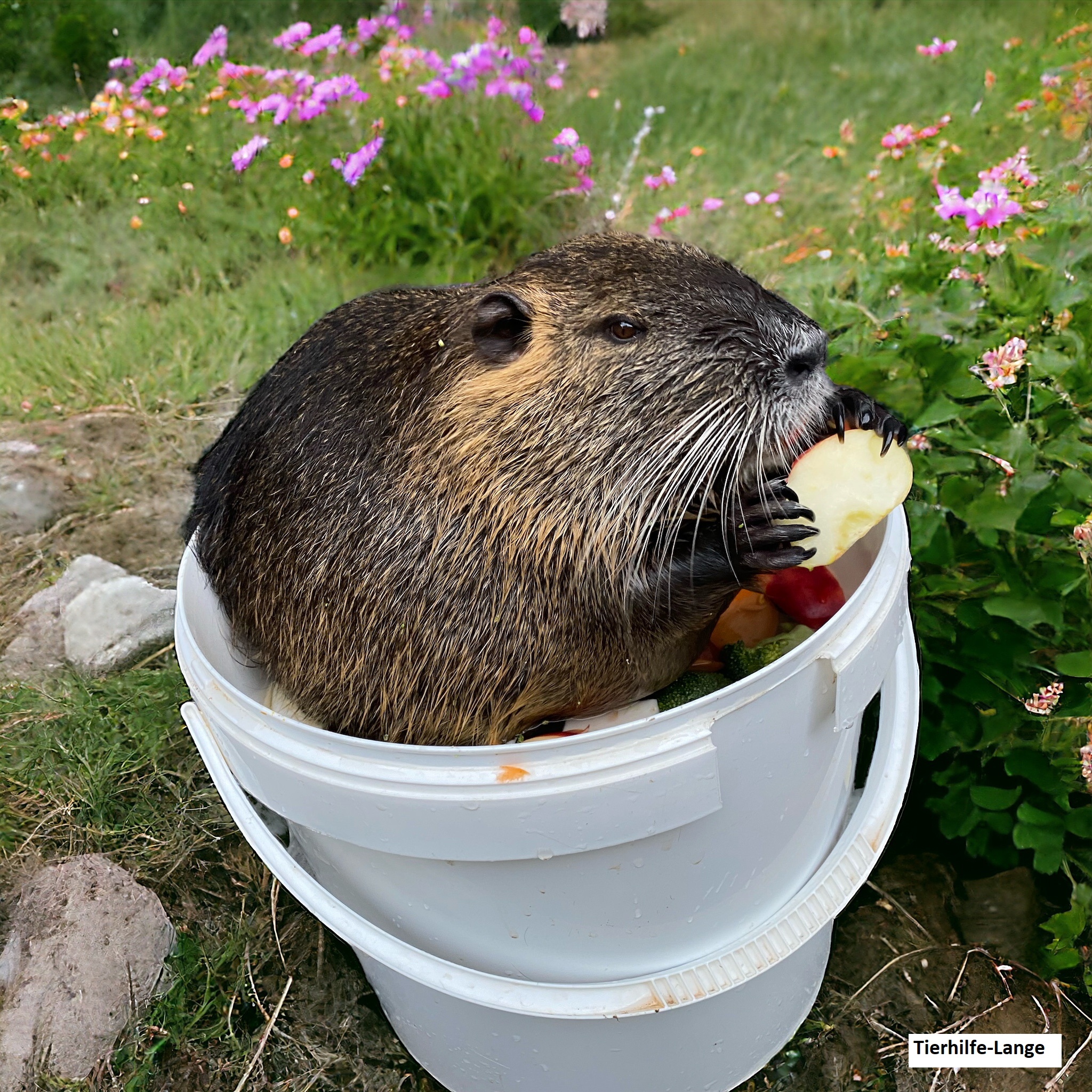 Nutria